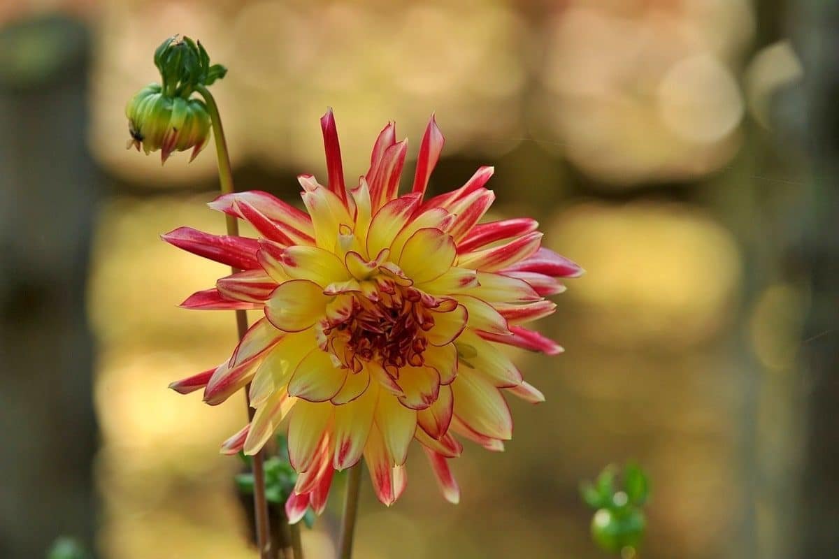 Revolutionary War Tribute: Zinnia Blood Stained Blooms - Poetry